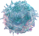 cytoimmune – clinical stage immunotherapy company